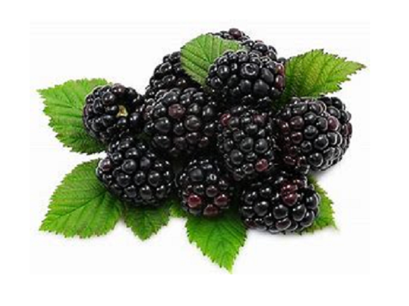 Blackberry Punnet