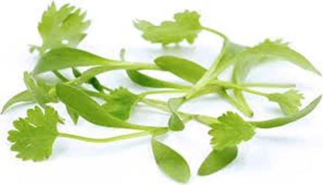 Micro Herb Coriander Punnet