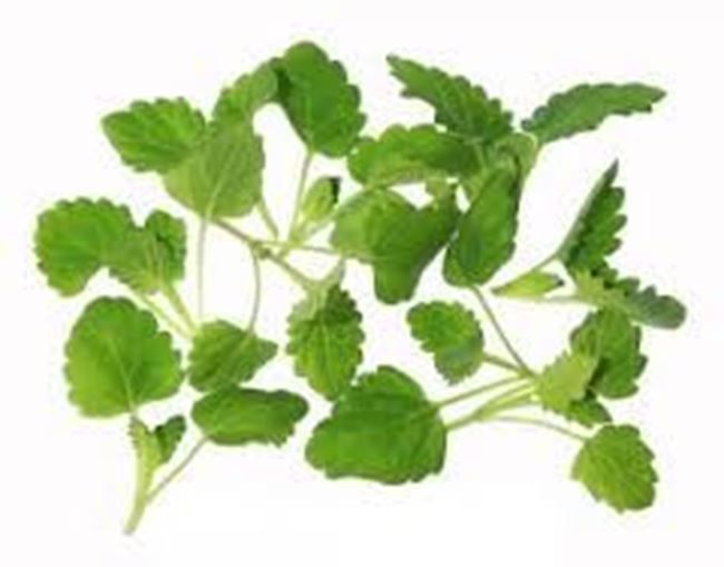 Micro Herb Lemon Balm Punnet