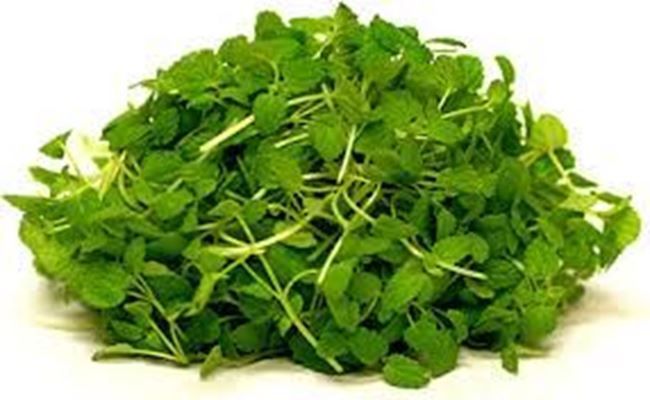 Micro Herb Mint Punnet
