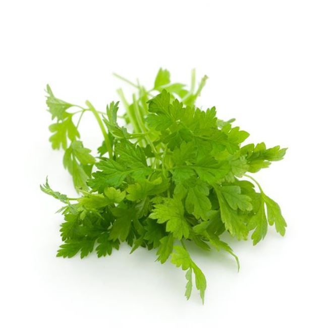 Micro Herb Chervil Punnet