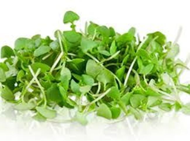 Micro Herb Basil Cress Punnet