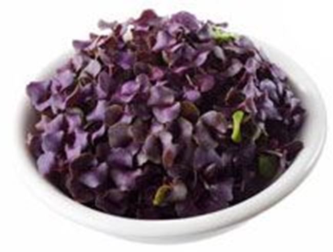 Micro Herb Basil Purple Punnet