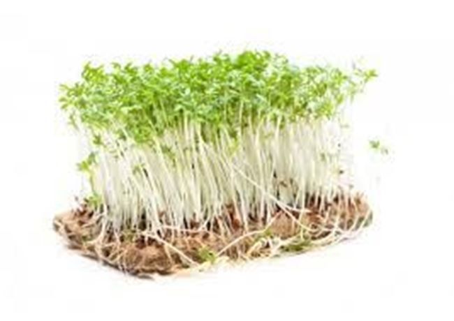 Micro Herb Watercress Punnet