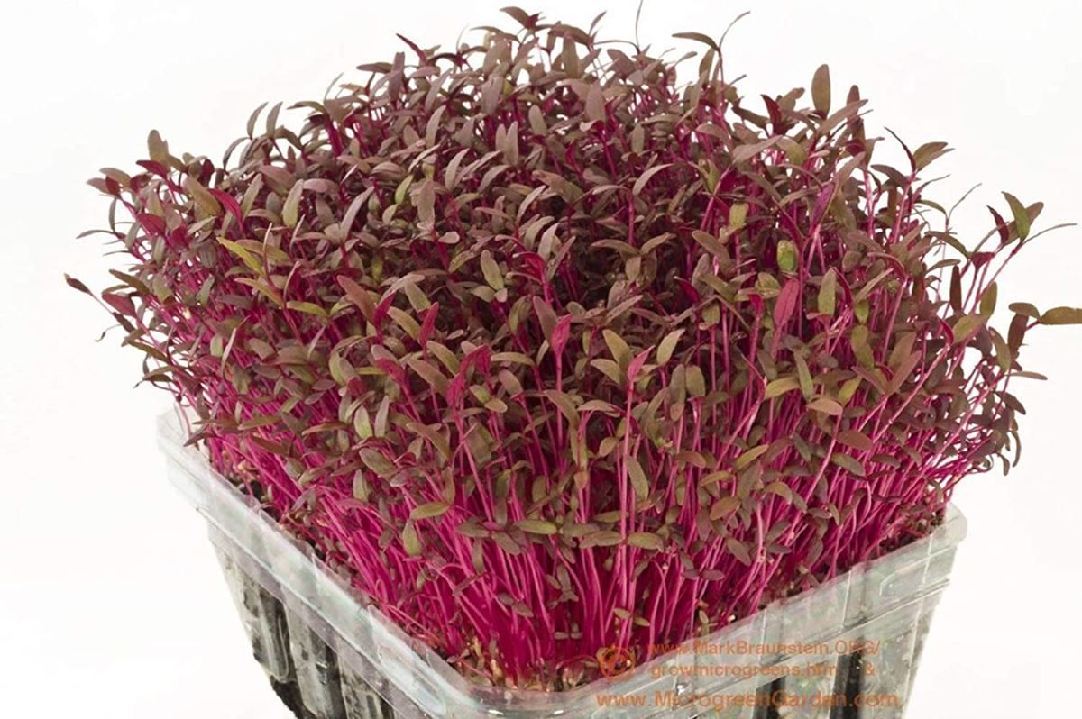 Micro Herb Red Amaranth Punnet