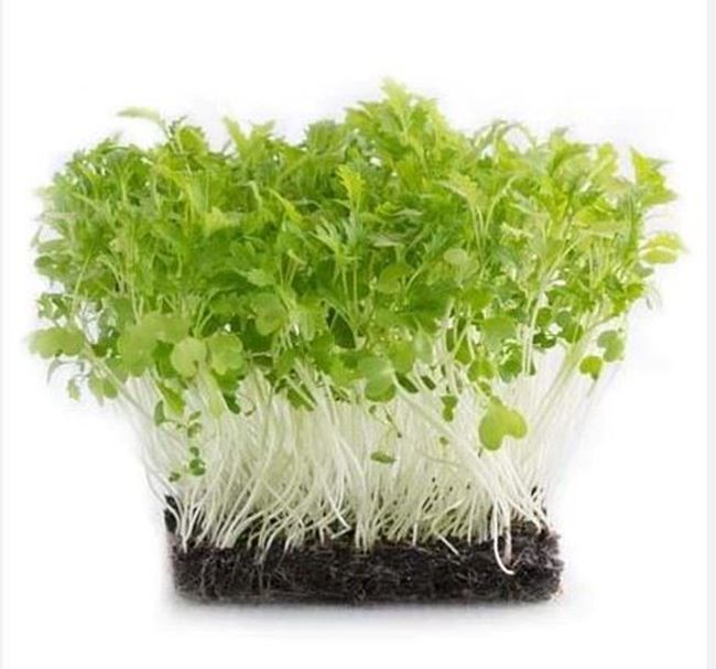 Micro Herb Mizuna Green Punnet
