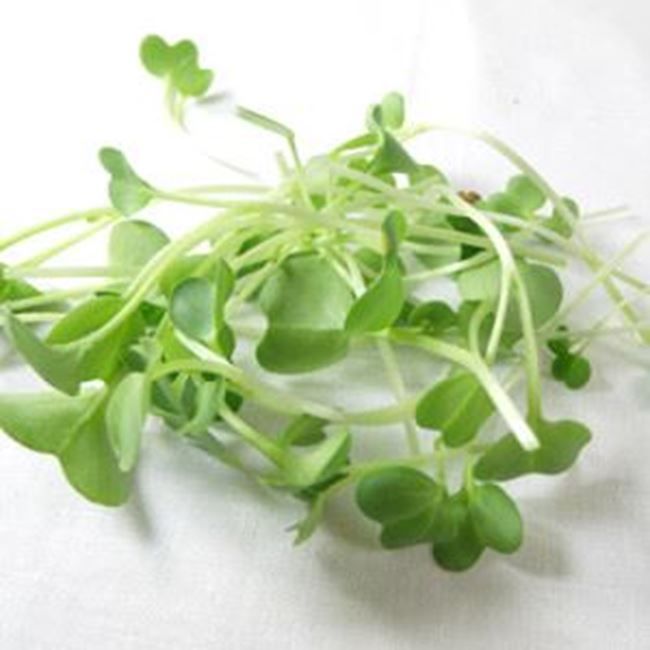 Micro Herb Green Radish Punnet
