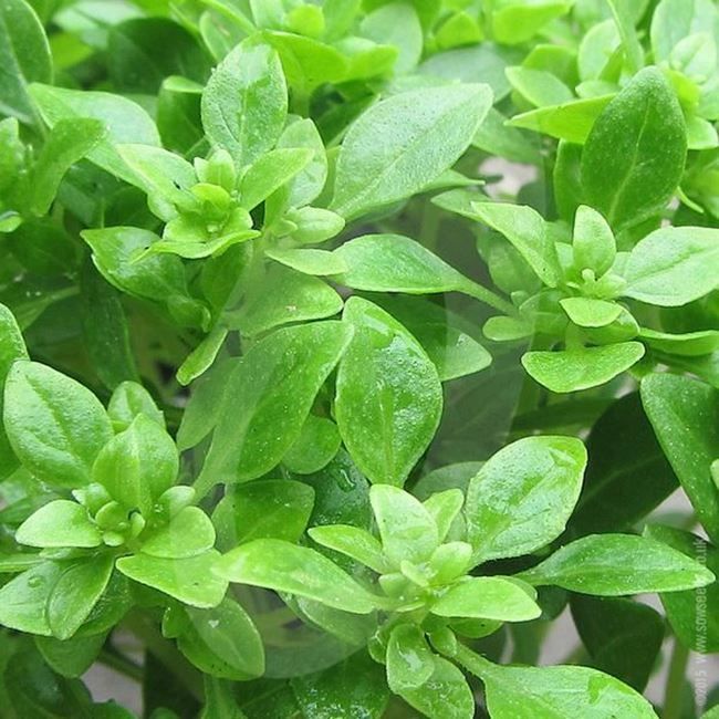 Micro Herb Greek Basil Punnet