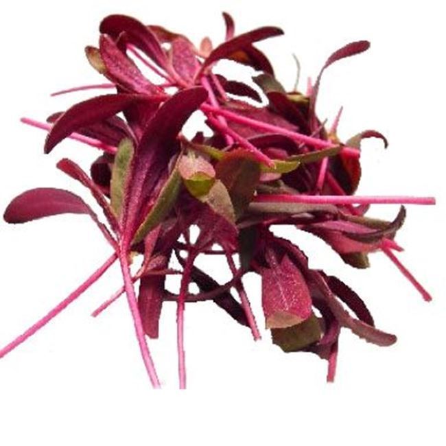 Micro Herb Red Orach Punnet