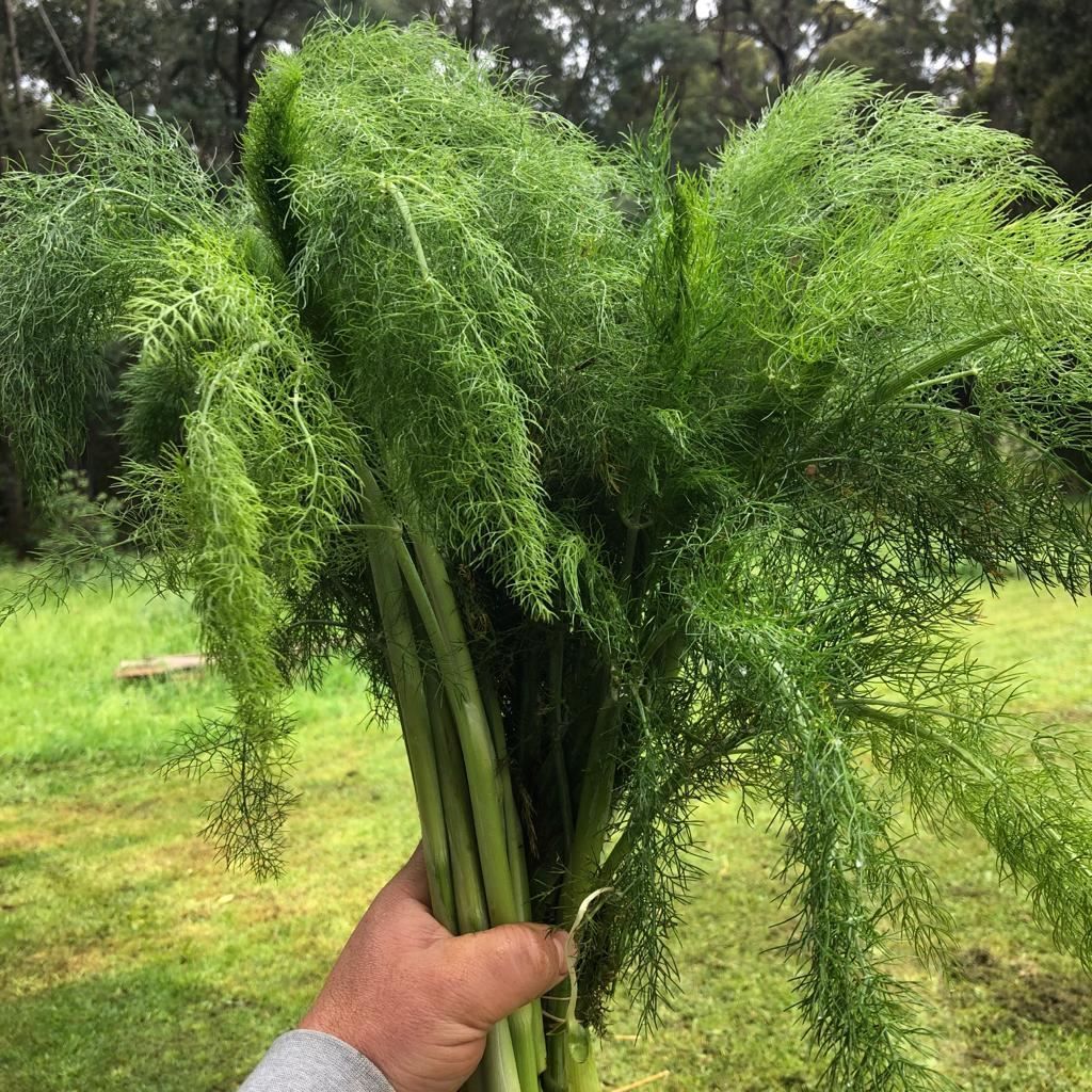 Ramarro Wild Fennel Bunch