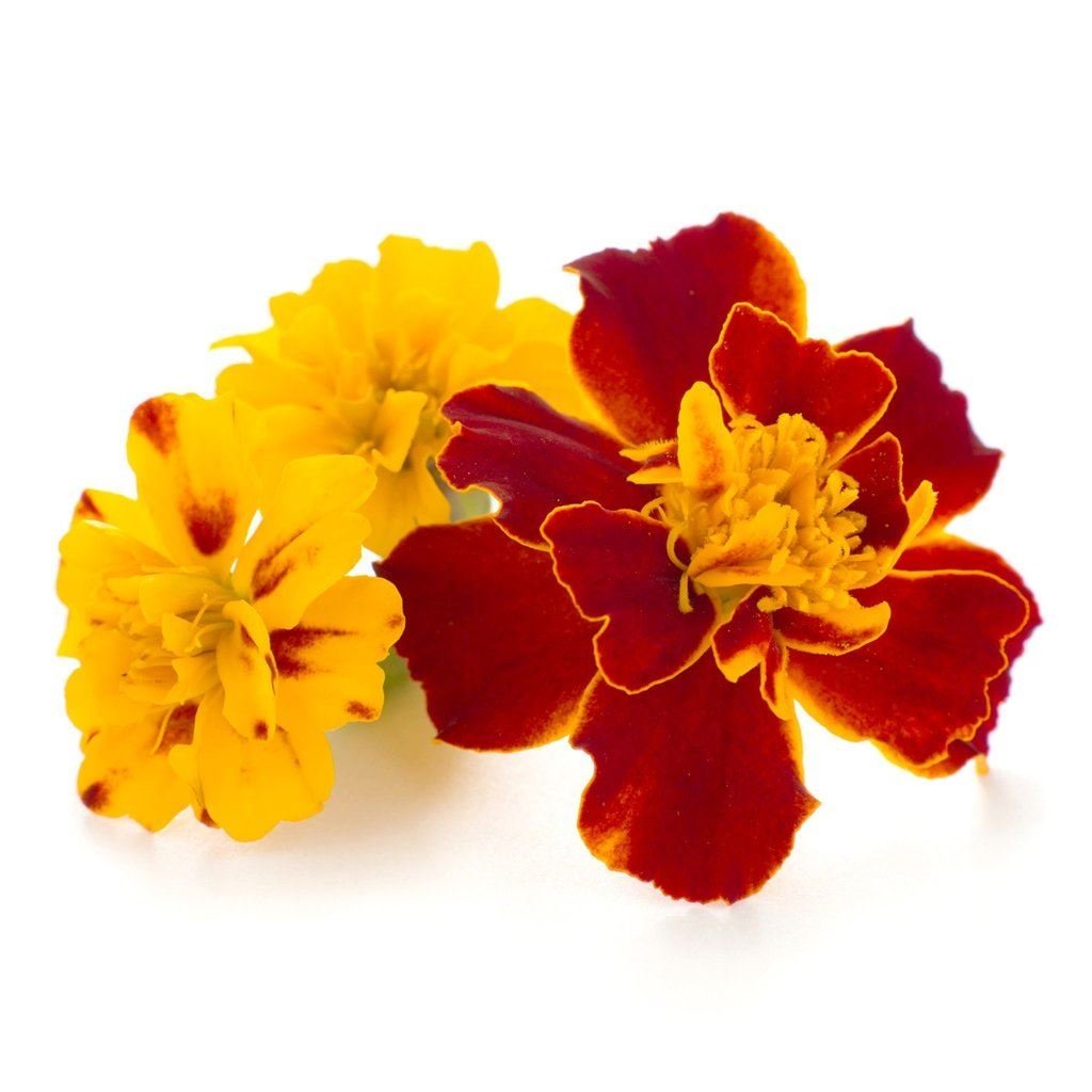 Marigold Flower Punnet