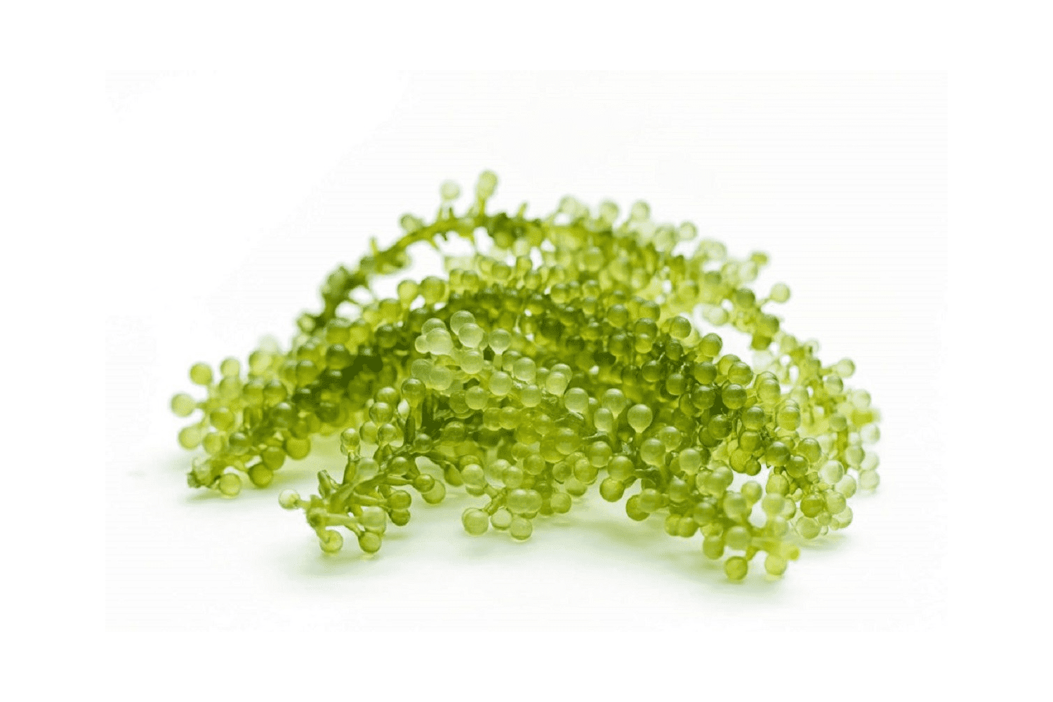 Sea Grapes