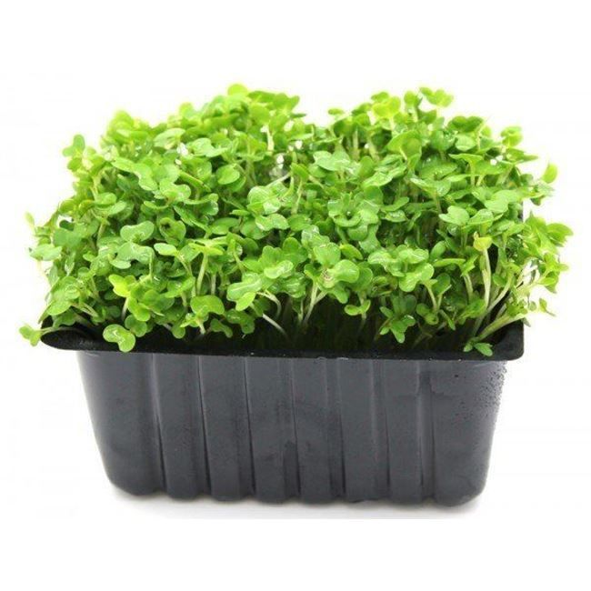 Micro Herb Red Mustard Cress Punnet