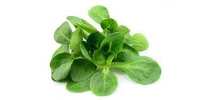 Micro Herb Mache Punnet